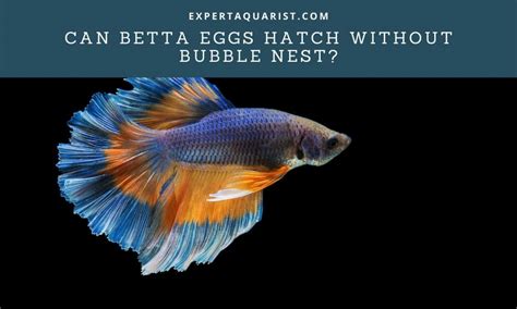 How To Tell If Your Betta Fish Is Unhappy Or Stressed 6 Symptoms Of An