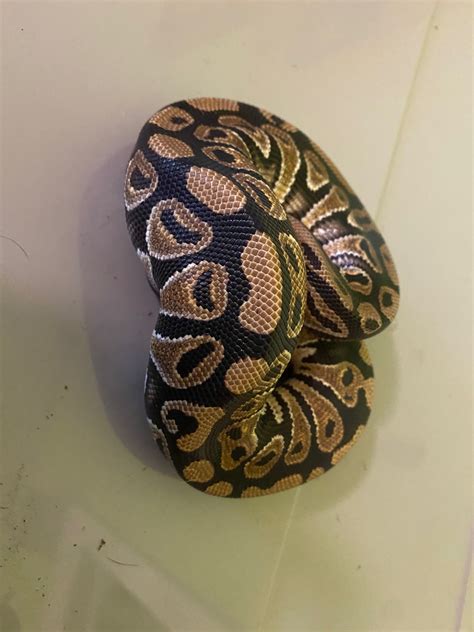 Ball Python Morph Identification Help Trick Mojave Ball Pythons Morphmarket Reptile Community
