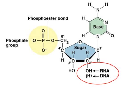Cell Structure And Function 2 Macromolecules Flashcards Quizlet