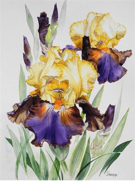 Akvarel Af Gule Og Lilla Irisblomster I En Vase