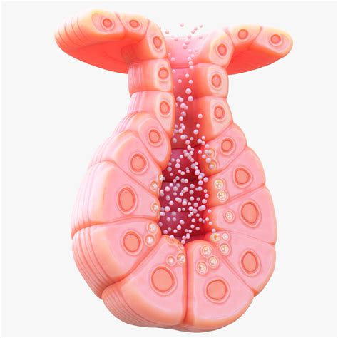 Exocrine Gland Medical 3d Model