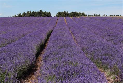Lavender Fields Cotswold Lavender Snowshill Beautiful England Photos
