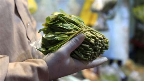 How To Chew Khat Properly A Step By Step Guide Freshkhat