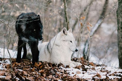 Two Wolves Black And White