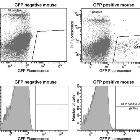 Fluorescence Activated Cell Sorting Facs Of Gfp Positive Cells A