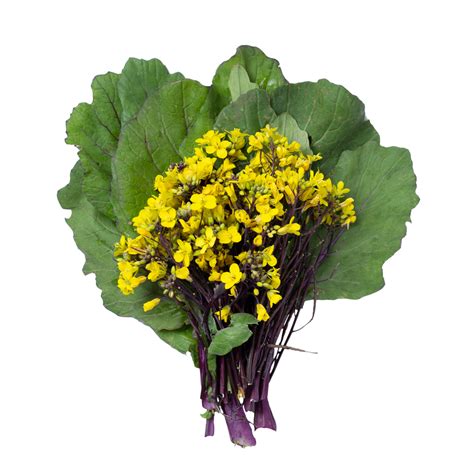Flowering Brassicas Sunset Farm By Jordan Ranch