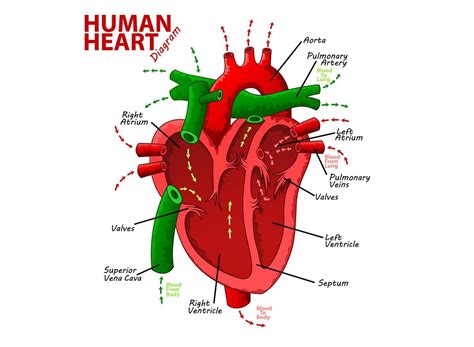 Heart Diagram Labeled And Functions