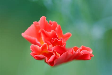图片素材 厂 花瓣 红 植物群 特写 宏观摄影 开花植物 花园玫瑰 植物茎 陆地植物 3504x2336