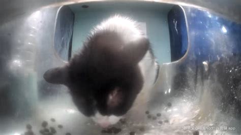 Live Webcams Let You Watch And Feed Chinas Stray Cats Boing Boing
