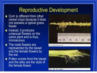 MAIZE PPT Agriculture Industries