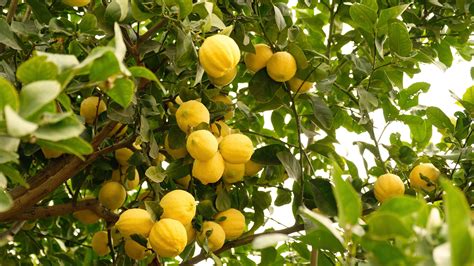 How To Prune A Lemon Tree Tips On Shaping Your Tree Gardeningetc