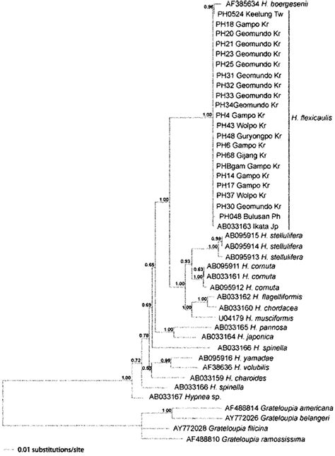 Bayesian Rbcl Tree For Hypnea Flexicaulis Using Grateloupia Species As