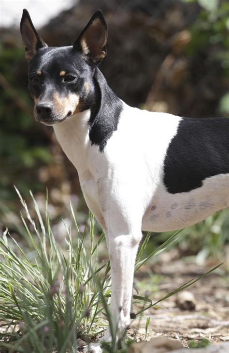 Sugarloafer Rat Terriers In California Find Your Rat Terrier Puppy