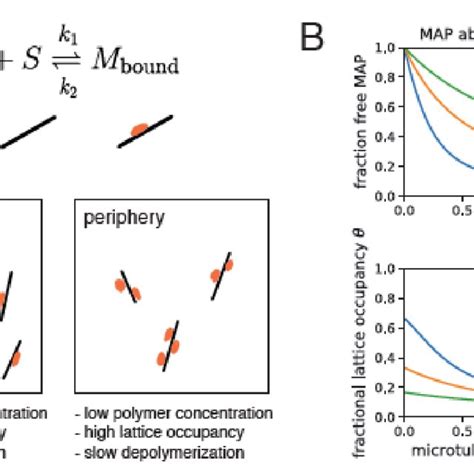 Intensity Difference Based Measurement Of Polymerization And Download Scientific Diagram
