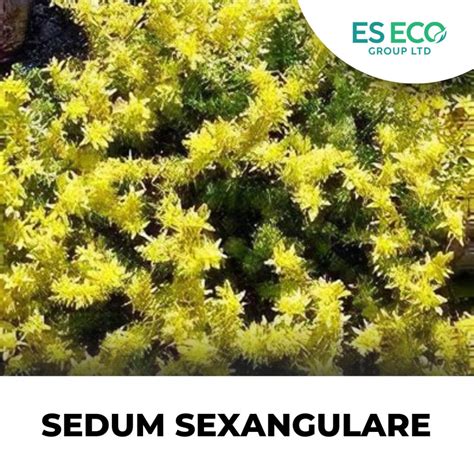 Green Sedum Roofing Bristol Premium Sedum Roof Service