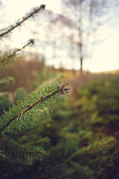 Sustainable Forestry Practices For Pollution Reduction Diverse Daily