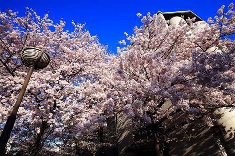 Kyoto Moyou