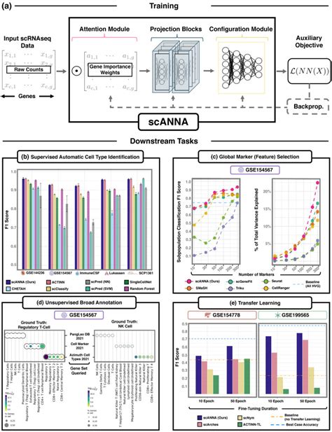 Boosting Single Cell Rna Sequencing Analysis With Simple Neural Attention Pmc