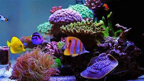 Beginners Guide To Setting Up And Maintaining An Aquarium For Your