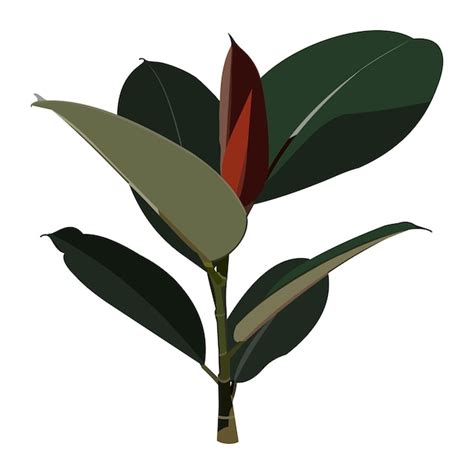 Premium Vector Vector Ficus Elastica Rubber Fig Karet Kebo