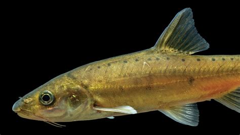 Golden Scaleless Cave Fish Discovered In China Shows Evolution In