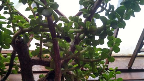 Houseplants Why Does This Jade Plant Have Small Leaves When Compared