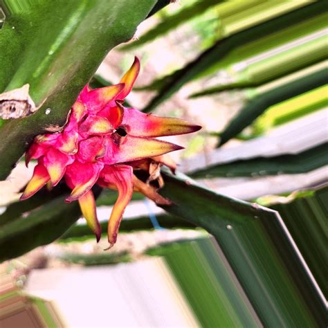 Dragon Fruit Classification Classification Dataset And Pre Trained Model By Ai Model