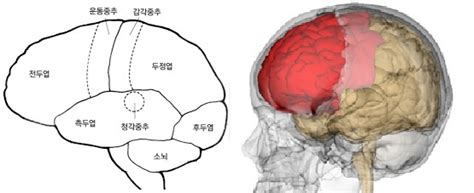 성인의 뇌 ~~ 전두엽과 기저핵 네이버 블로그