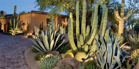 Temperate Desert Plants