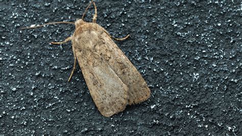Motten Schädlinge In Der Wohnung
