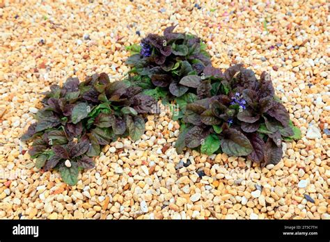 Purple Plant In Shi Zili Stock Photo Alamy