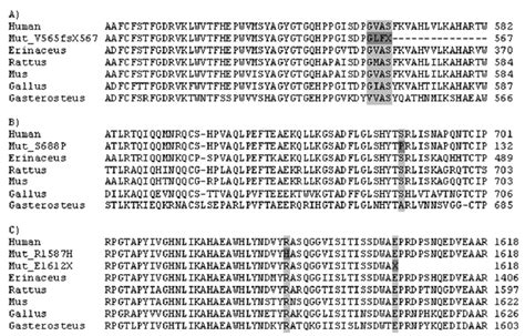 Gene Mutation Homo Sapiens Lactase