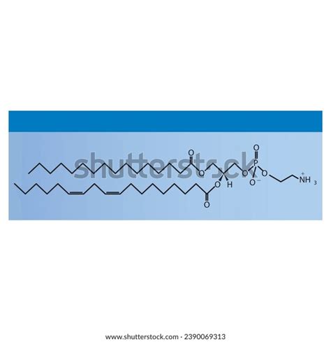 Diagram Showing Schematic Molecular Structure Phosphatidylethanolamine Stock Vector Royalty
