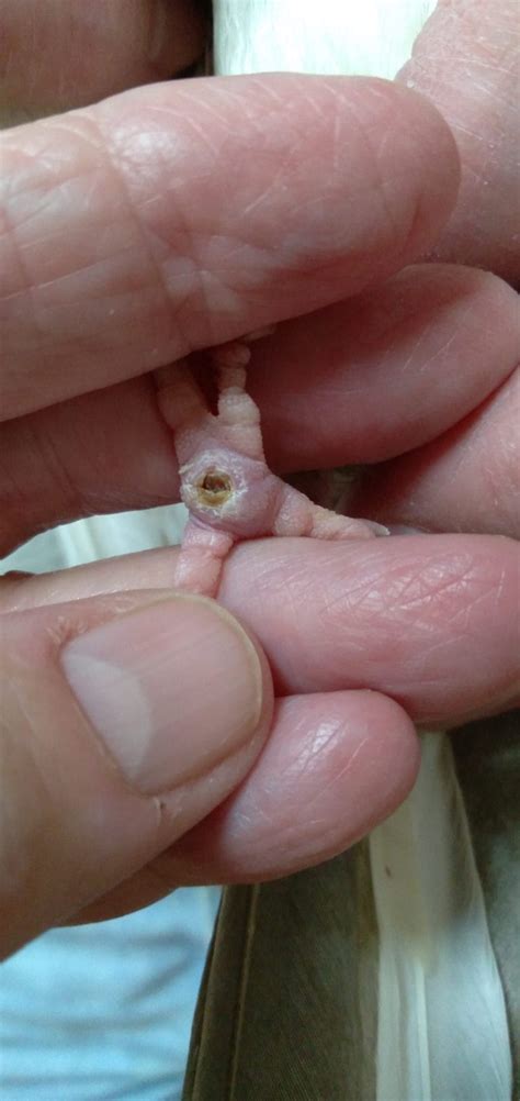 Pododermatitis Bumblefoot Diagnosis Treatment Resolution And