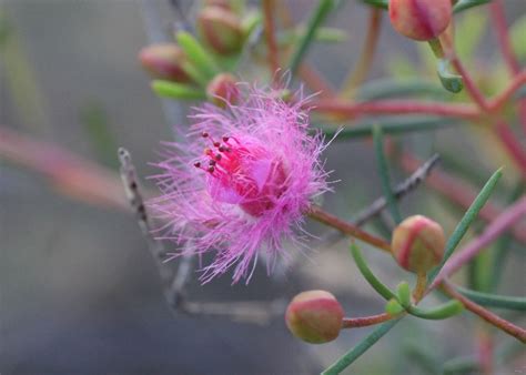 Western Australian Plants Myrtaceae