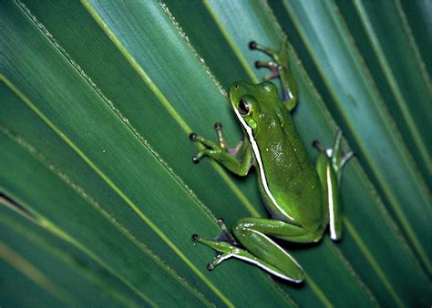 American Green Treefrog Hyla Cinerea { 아메리카청개구리 Image Only