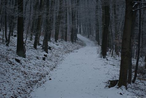Snowy Path