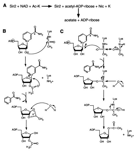 Coupling Of Histone Deacetylation To Nad Breakdown By The Yeast