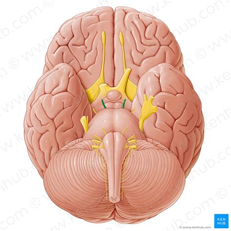 Oculomotor Nerve Cn Iii Anatomy Function And Pathway Kenhub