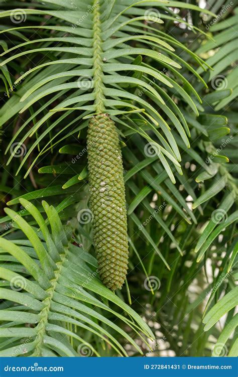 Living Fossil Wollemi Pine Wollemia Nobilis Leaves With Young Cone