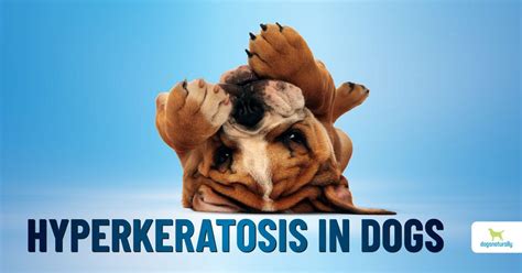 Hyperkeratosis In Dogs Dogs Naturally