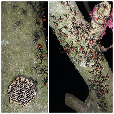 🔥 Assassin Bug Babies On A Death March Out Of Their Egg Clutch Scary