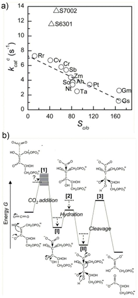 A Kcatc Vs Sco Dependence For Various Rubiscos Measured In Vitro At