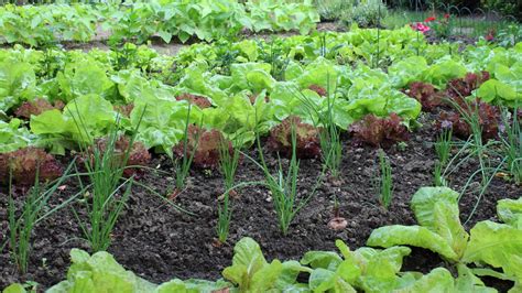How To Grow Spring Cabbages Expert Tips For Great Crops Homes And Gardens
