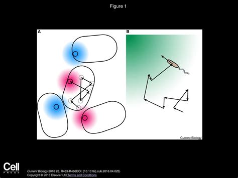 Gradient Sensing Engineering The Yeast Love Affair Ppt Download