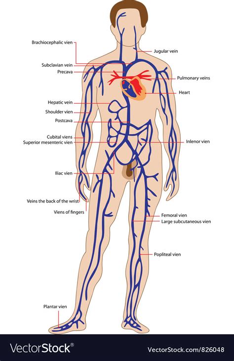 Venous System Royalty Free Vector Image Vectorstock