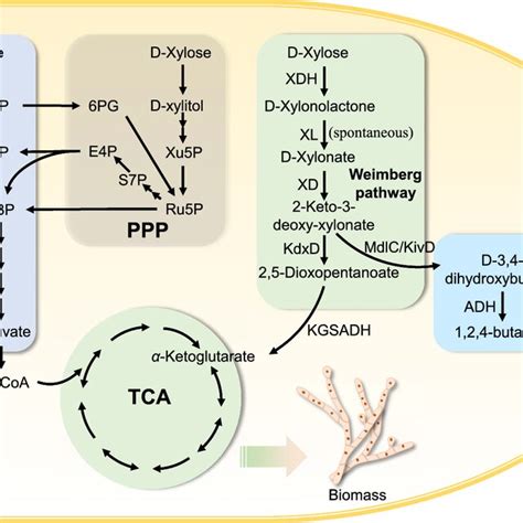 Map Of Central Carbon Metabolism Of M Thermophila The Weimberg