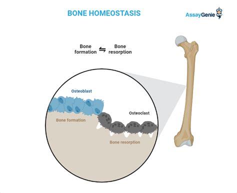 Bone Resorption Process Markers And Clinical Significance Assay Genie