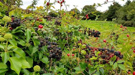 Cultivating Wild Berries As Edible Hedges