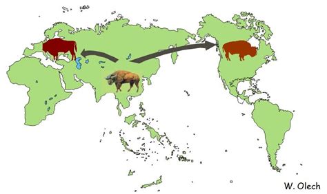The European Bison Wisent